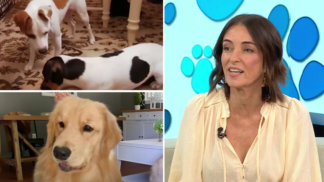 Rescue group's mission to save animals from death row at pound