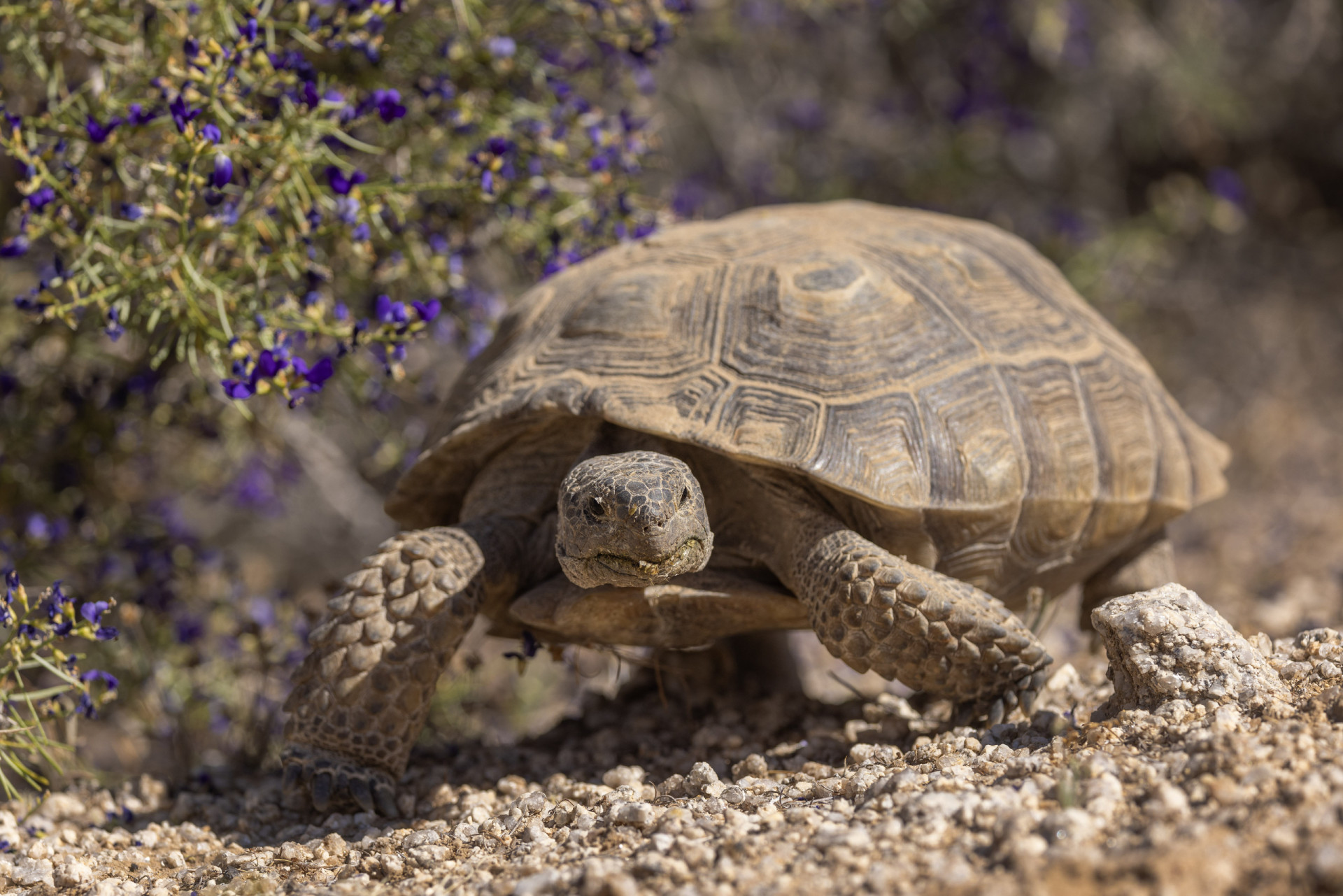 Terrific tidbits about turtles and tortoises