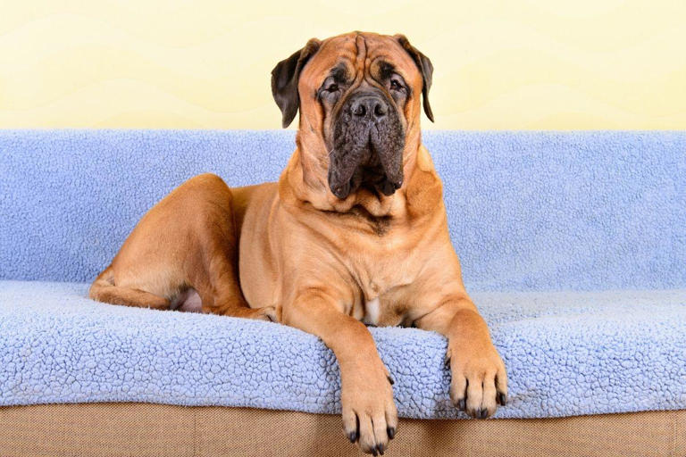 Guard Dogs 2024: Here are the 10 alert breeds of adorable dog you can ...
