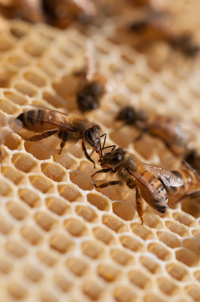 The buzz about bees: Why they are vital to our planet