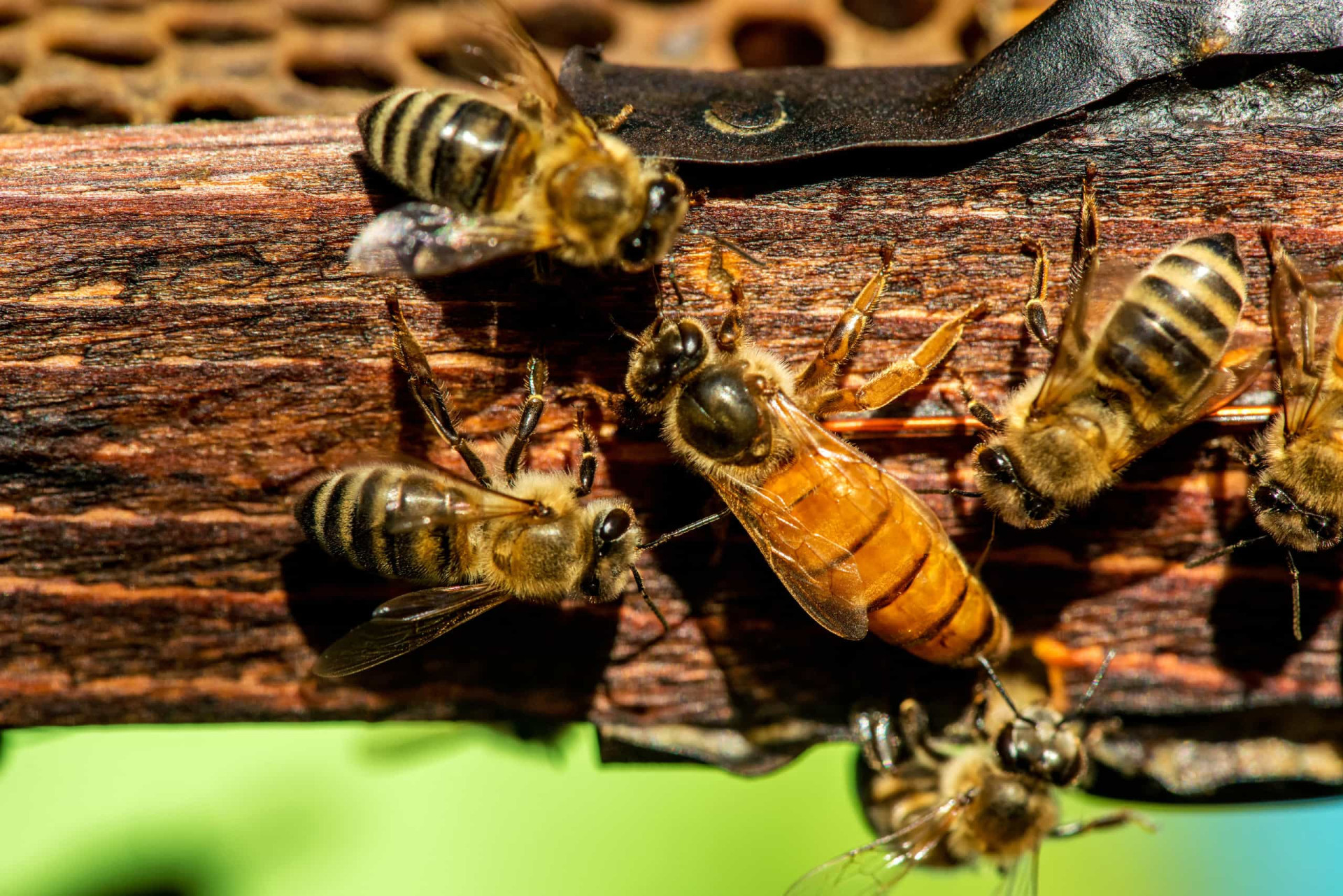 The buzz about bees: why they are vital to our planet