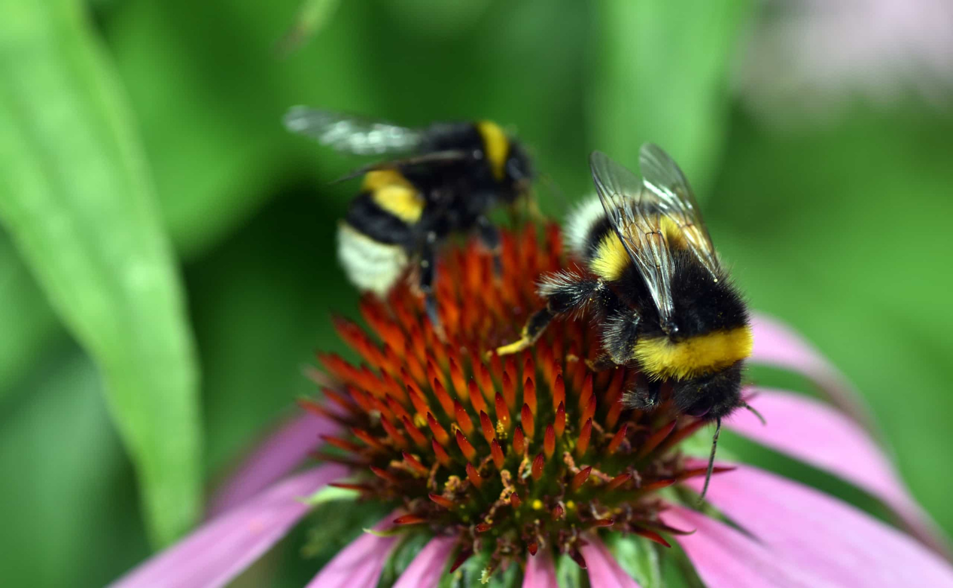 The buzz about bees: Why they are vital to our planet