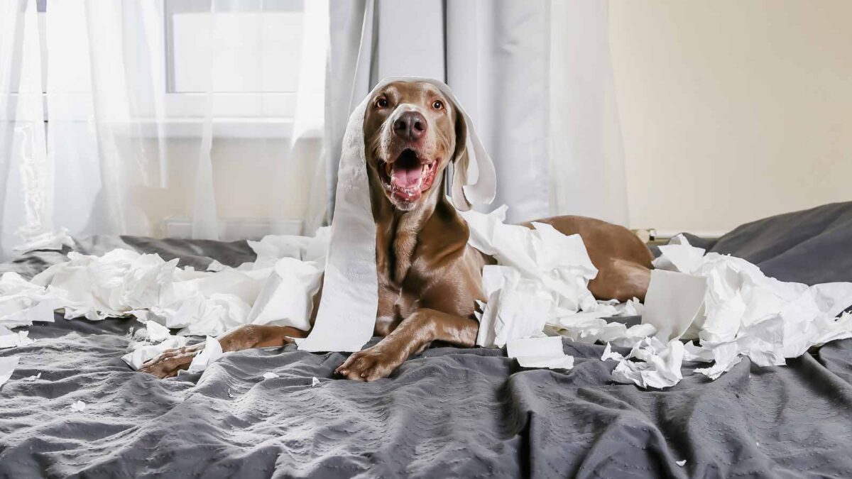 13 Dog Breeds That Are Simply Too Demanding For Most Homes