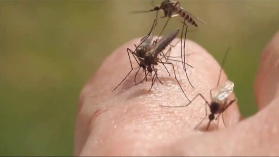 Recent weather behind uptick of mosquitoes in Siouxland Recent weather behind uptick of mosquitoes in Siouxland