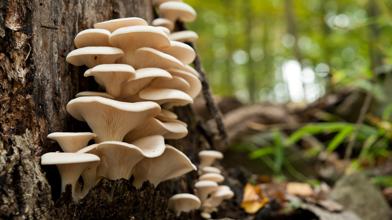 15 Common Mushrooms That Grow On Trees In Your Yard