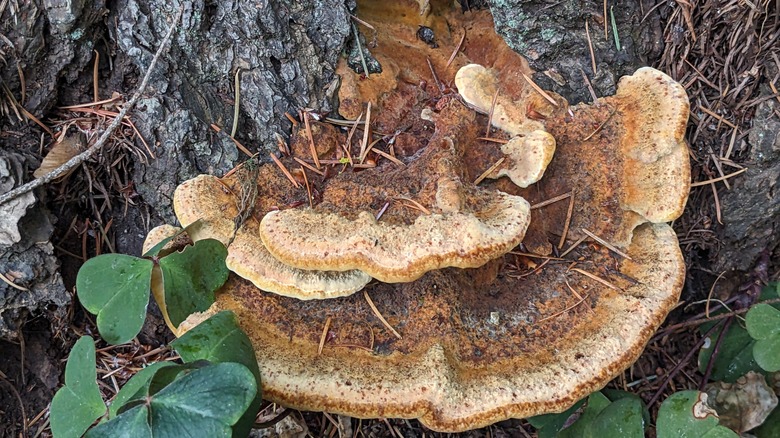 15 Common Mushrooms That Grow On Trees In Your Yard