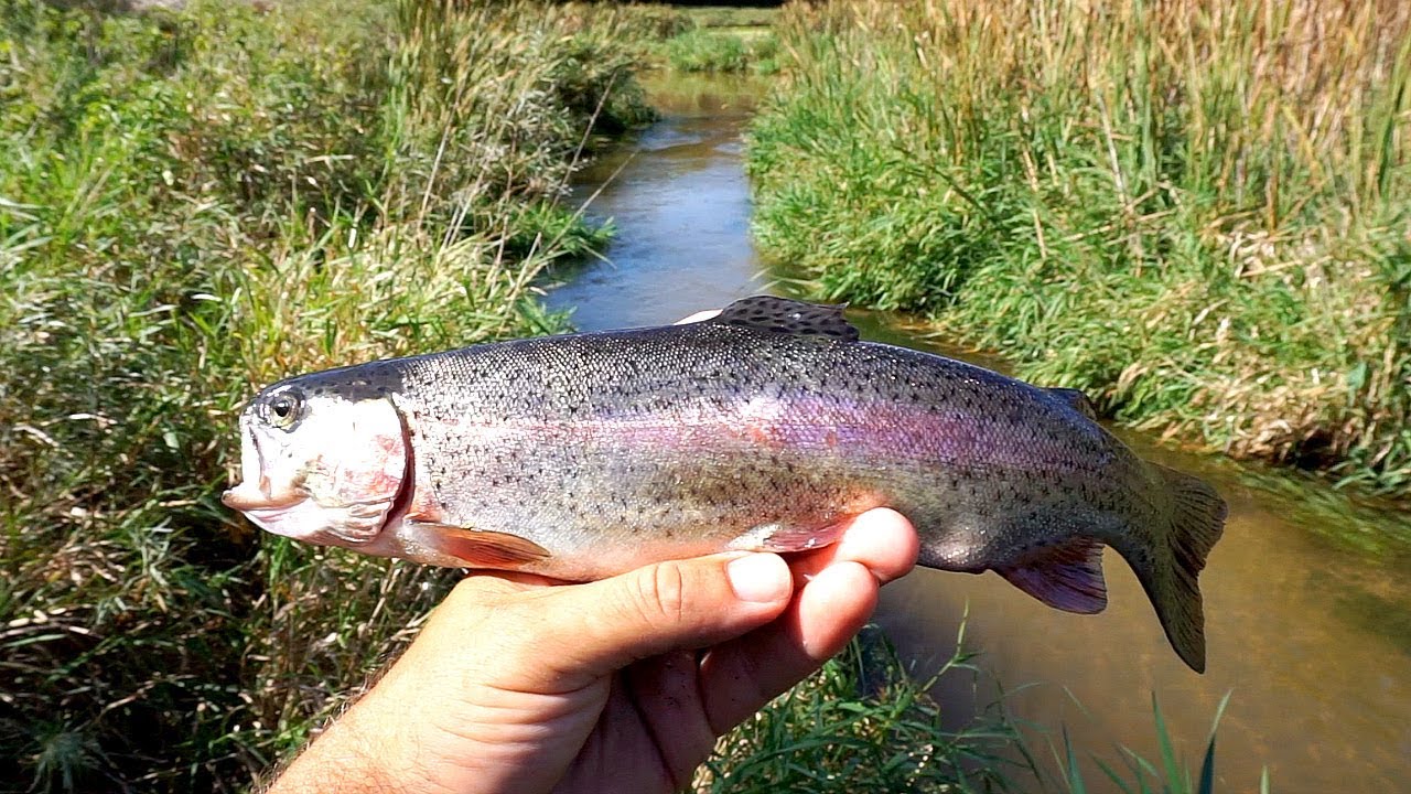 From Hook to Plate: The Delicious Reward of Fresh Rainbow Trout