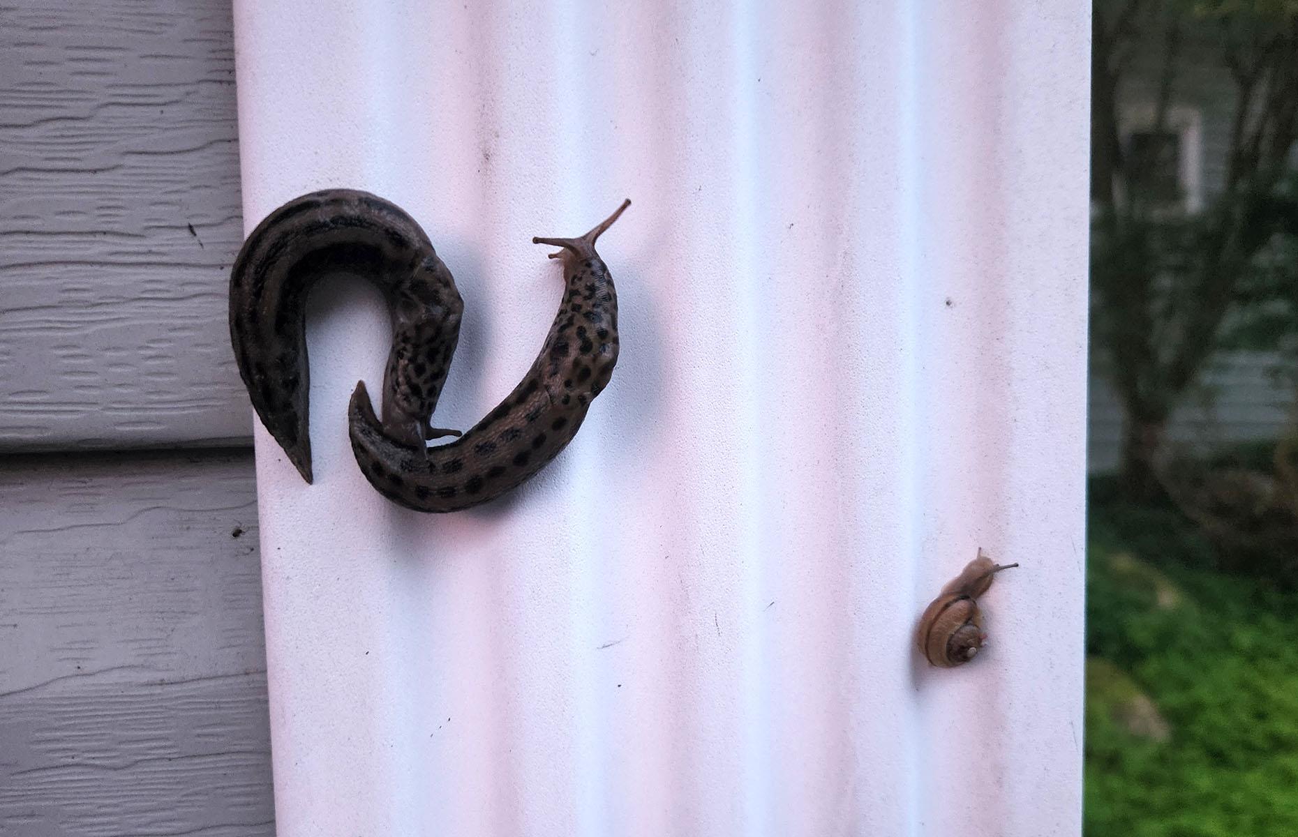 13 Pesky Pests Invading Your Home (How To Get Rid Of Them!)