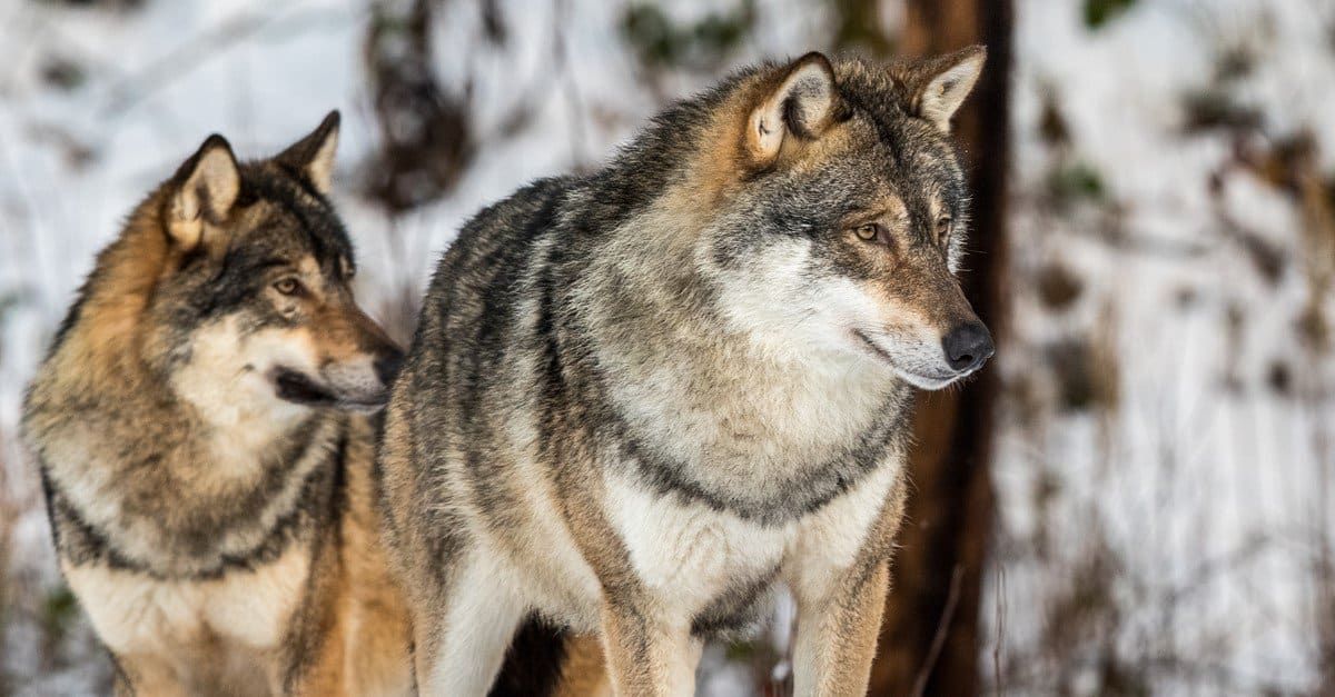 Canada Sends 15 Wolves to be Released in Colorado to Revitalize Populations