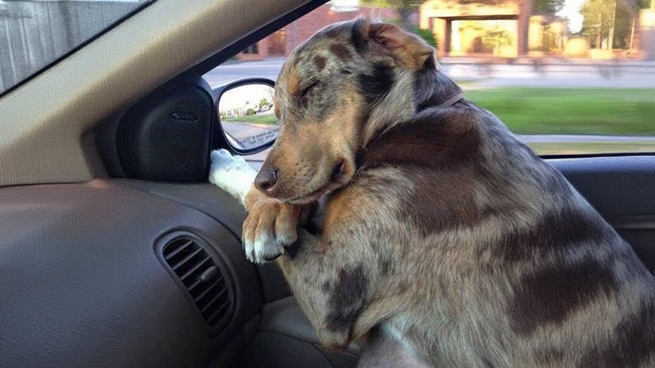 The best funny dog and cat videos to make you smile