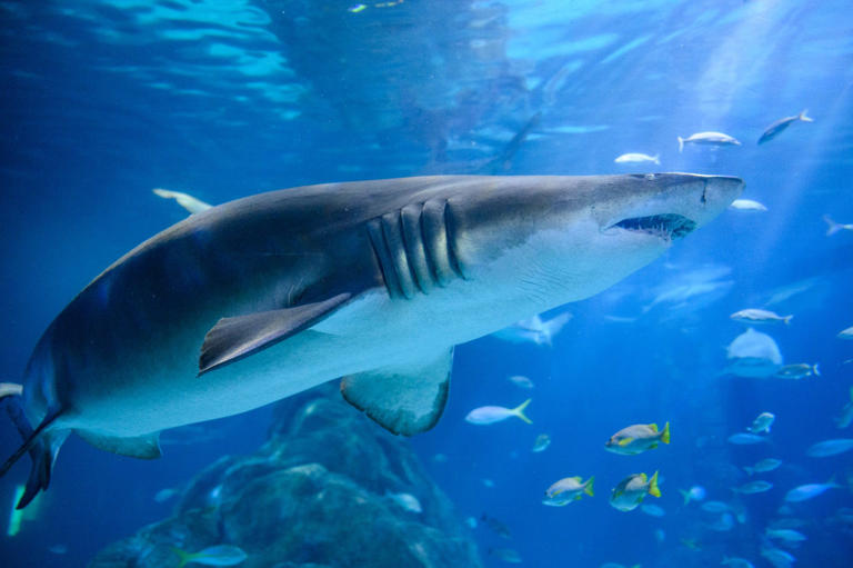 Are there sharks in Delaware waters? Yes, here's what you need to know
