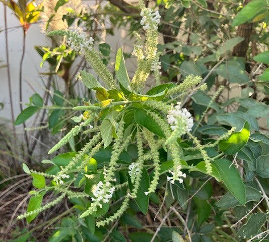 Enjoy aromatherapy as close as your porch with these native fragrant plants