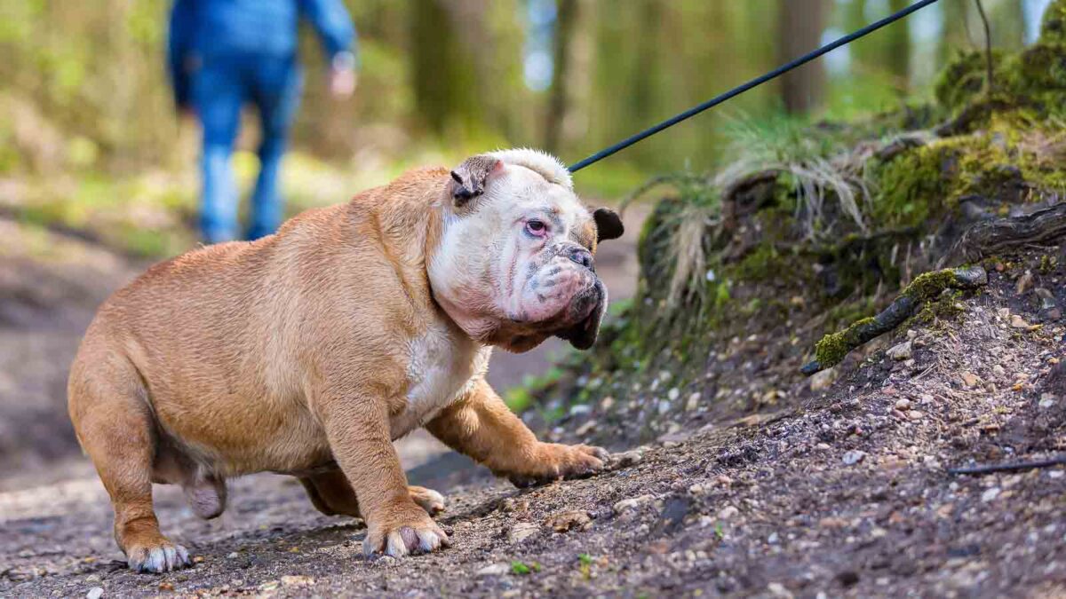12 Things Your Dog Is Trying To Tell You When Refusing To Walk