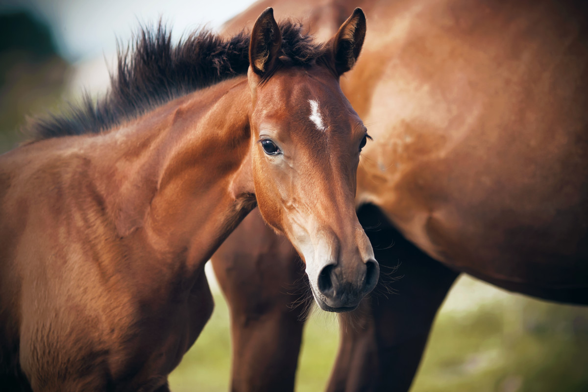 Research Unveils Gut-Lung Interactions That Protect Foals From Pneumonia
