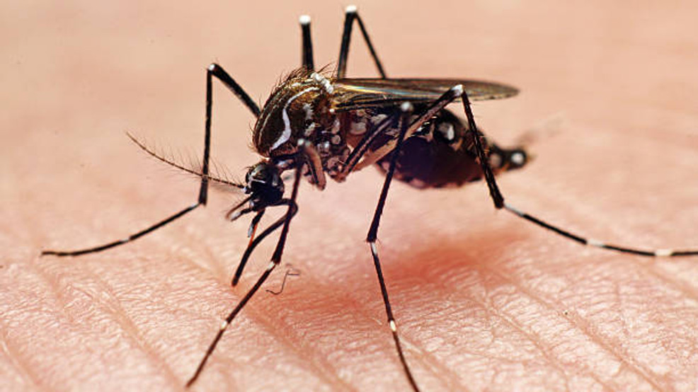 Williamson County reports first human case of West Nile virus in 2025