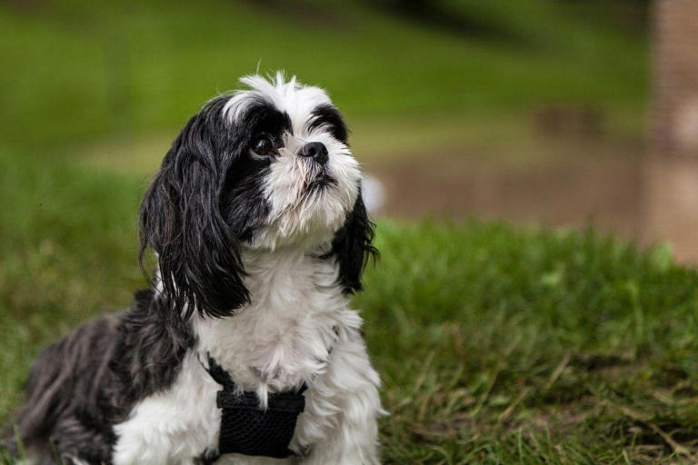 First Dogs: These are 10 perfect breeds of adorable dog for ...