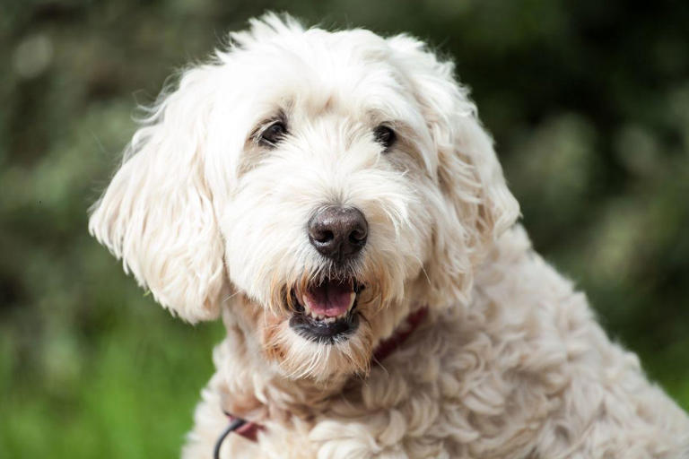 First Dogs: These are 10 perfect breeds of adorable dog for ...