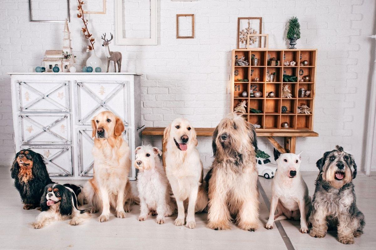 First Dogs: These are 10 perfect breeds of adorable dog for ...