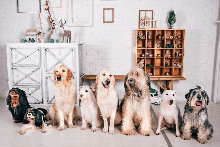 First Dogs: These are 10 perfect breeds of adorable dog for ...