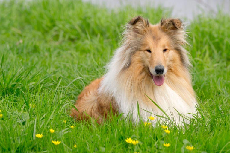 First Dogs: These are 10 perfect breeds of adorable dog for ...