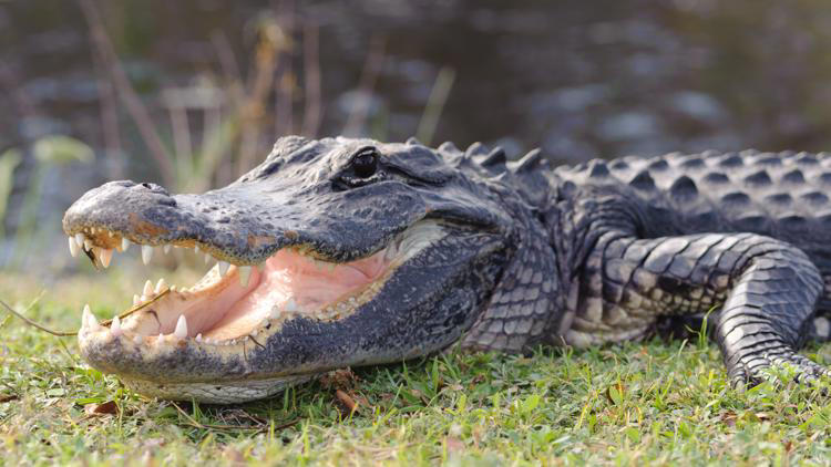 Woman bitten by alligator at Tiger Creek Preserve in Polk County