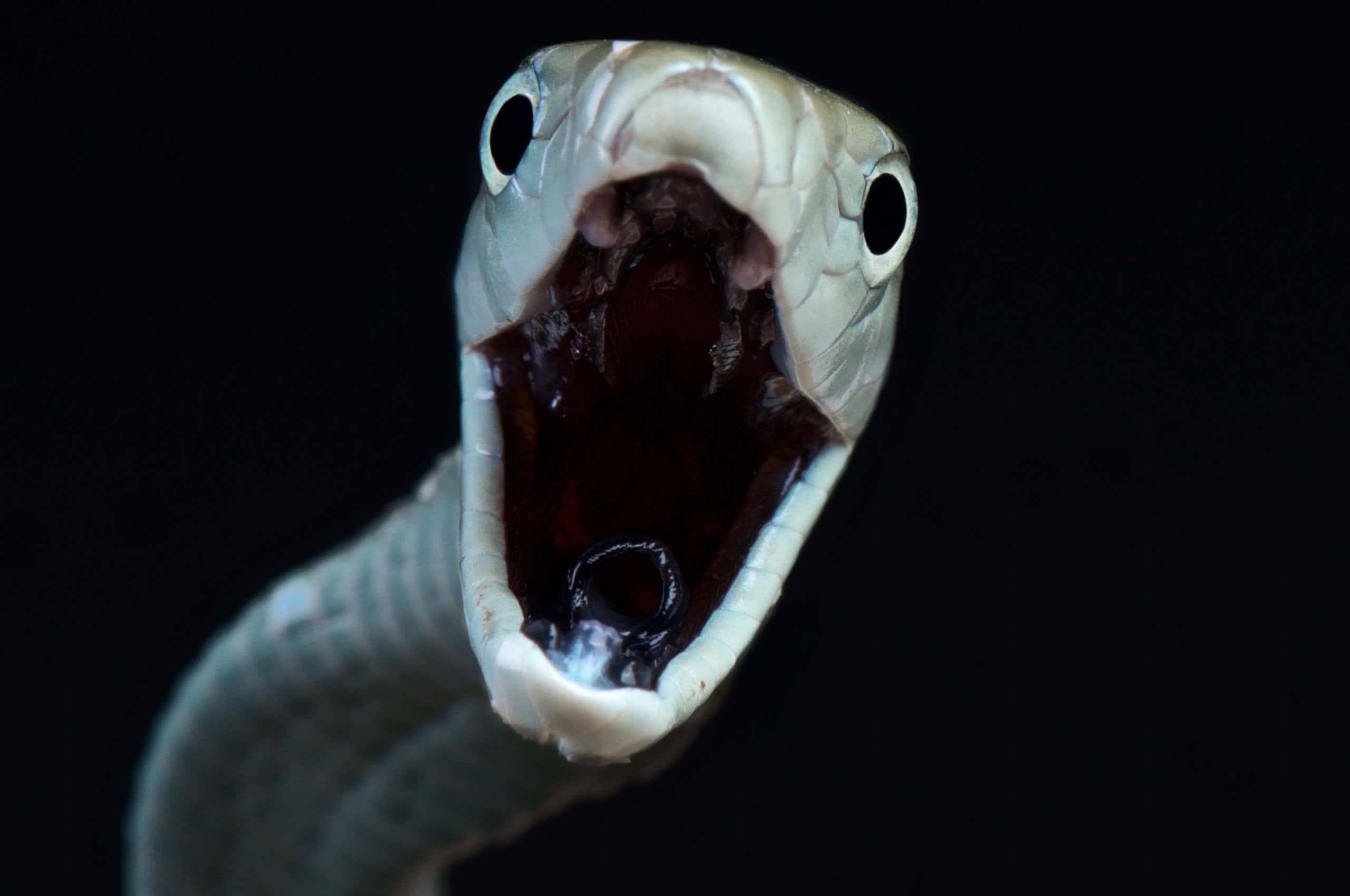 This Is Why the Black Mamba is the World’s Most Dangerous Snake