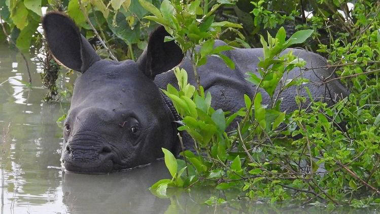 Assam: Devastating floods hit Kaziranga National Park, claim lives of ... Assam: Devastating floods hit Kaziranga National Park, claim lives of ...