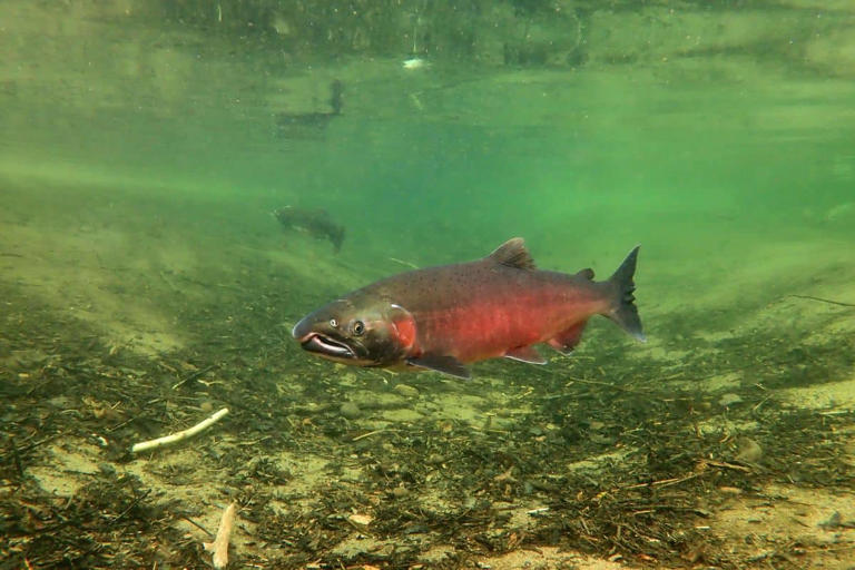 6 Different Types of Salmon (With Pictures)