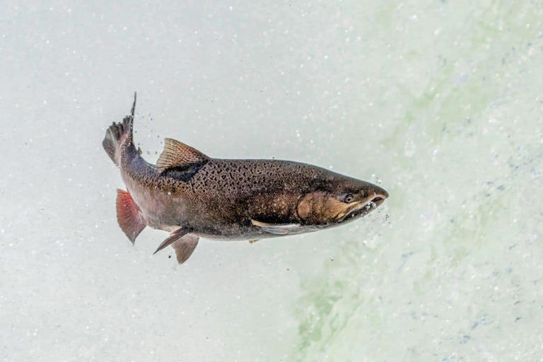 6 Different Types of Salmon (With Pictures)