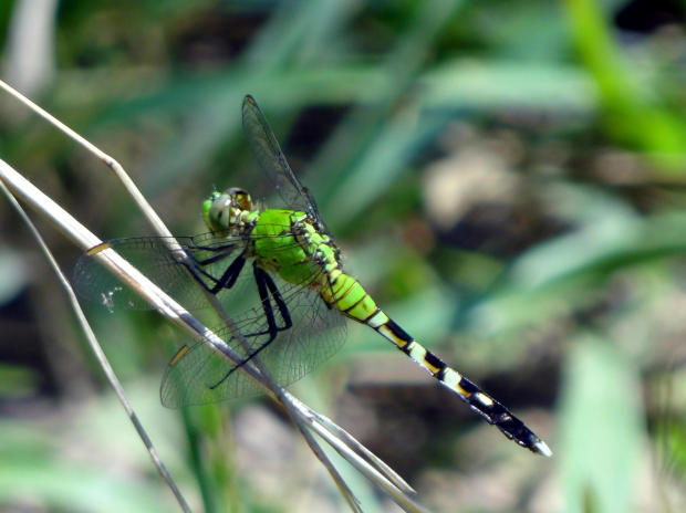 Dragonfly Festival at Eastman Nature Center