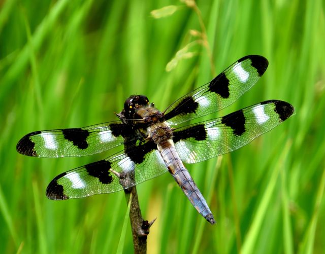 Dragonfly Festival at Eastman Nature Center
