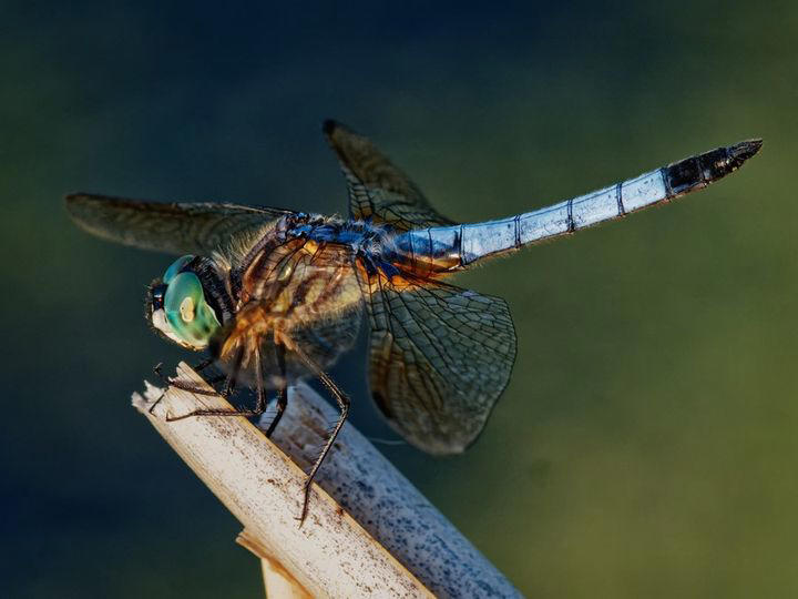Dragonfly Festival at Eastman Nature Center