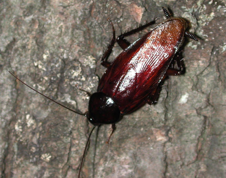 Give your ex a poop-scented candle, name a cockroach after them this ...