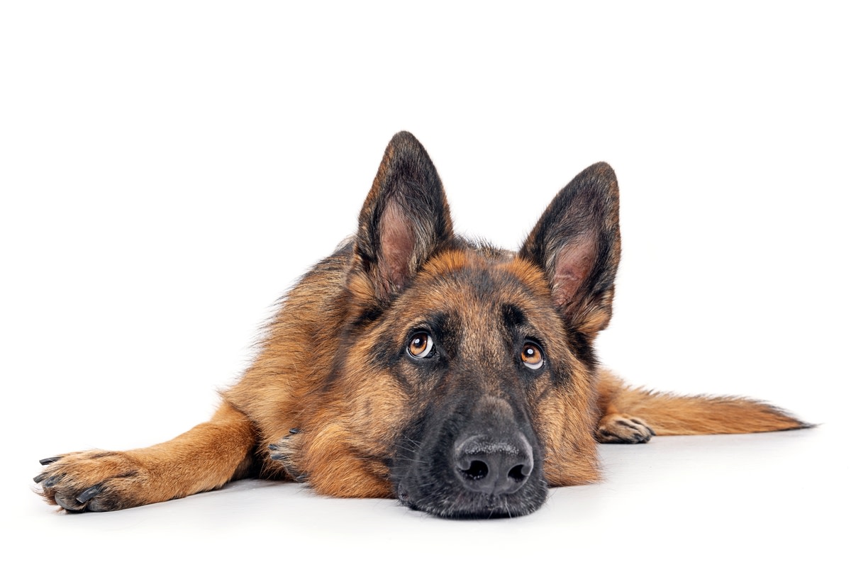 Moment German Shepherd's Evil Thoughts 'Almost Take Over' Is Cracking ...