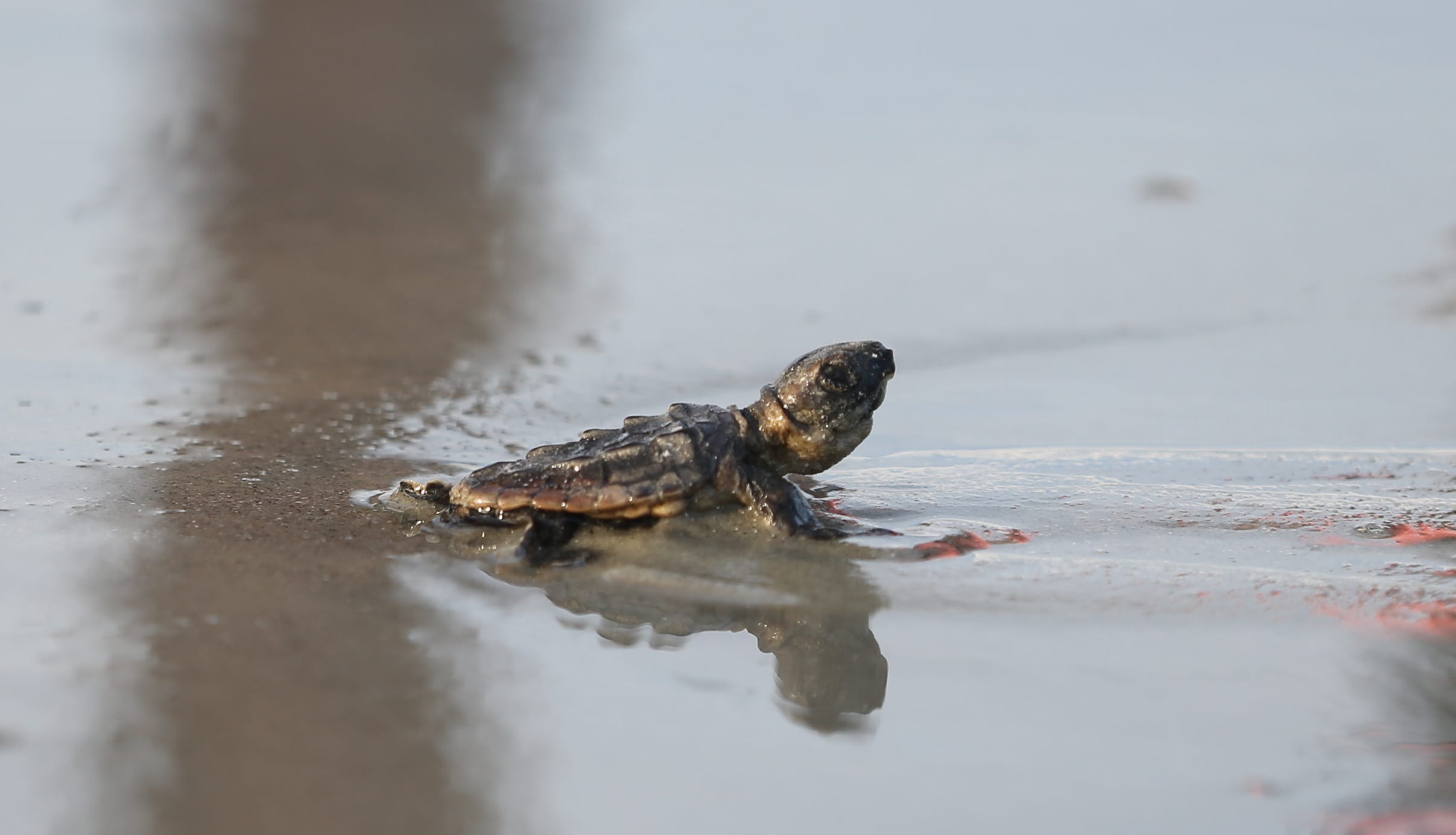 Harming the animals: Why is Georgia ranked one of the worst states for ...