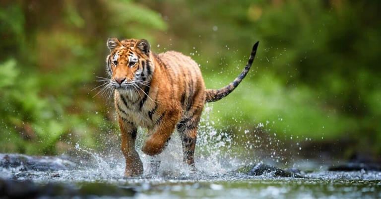 Facing Extinction: How Many Tigers Are Left in the World?
