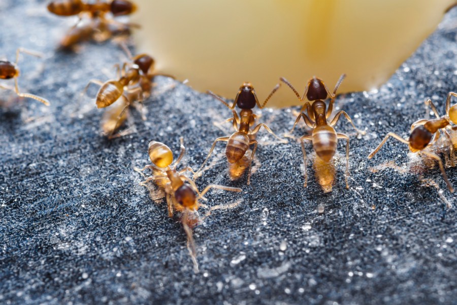 Imported fire ants found throughout Central Virginia: What you need to know