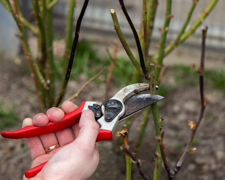 When To Prune Roses: The Best Timing For Every Variety