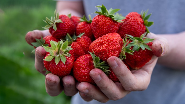 The Best Way To Choose Ripe Strawberries At The Store