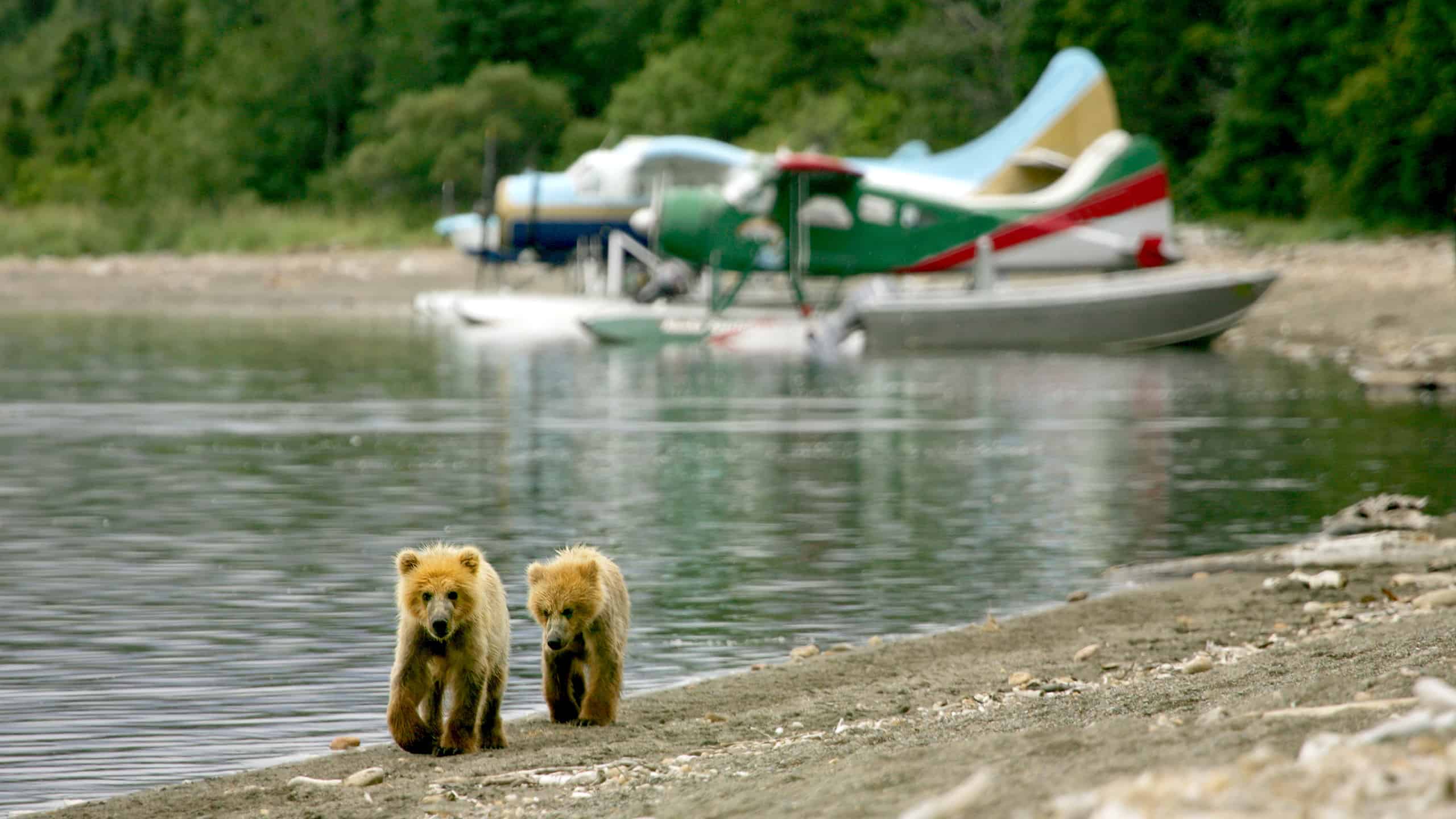 Bear Climbs Onto a Parked Airplane