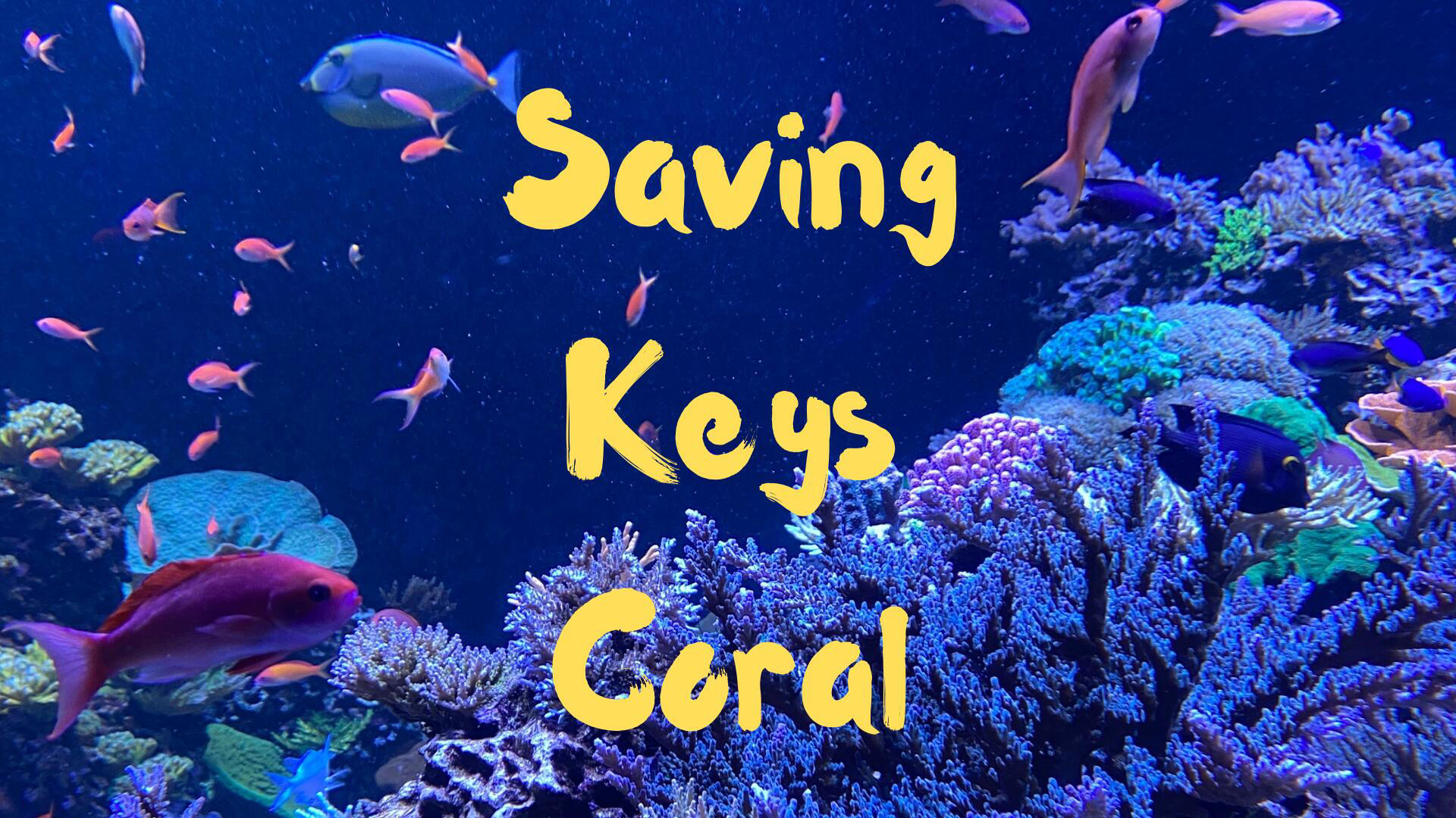 LISTEN: Can Crossbreeding Save the Coral Reef? LISTEN: Can Crossbreeding Save the Coral Reef?
