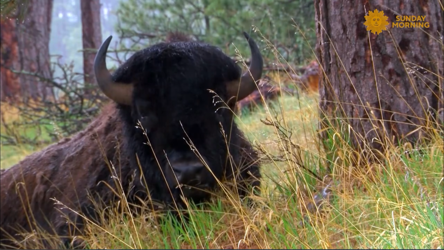 Bison management courses might be offered at SDSU