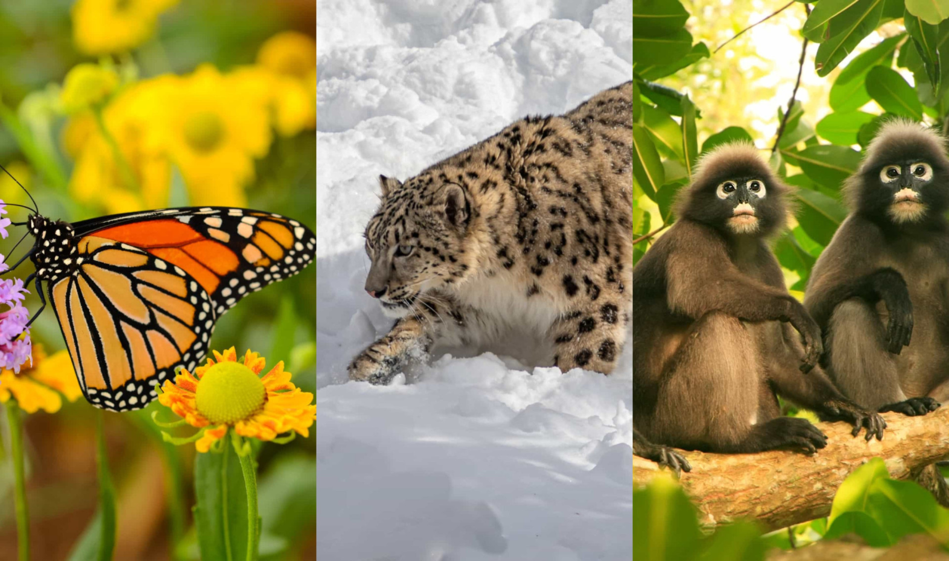 En 50 ans, un déclin de 69 % de la vie sauvage est à déplorer