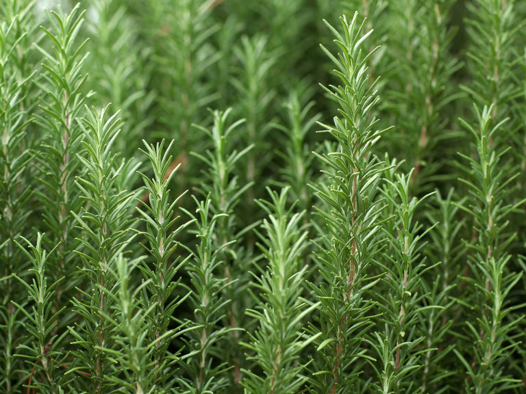 The herb linked to better memory, lower anxiety and Alzheimer’s protection