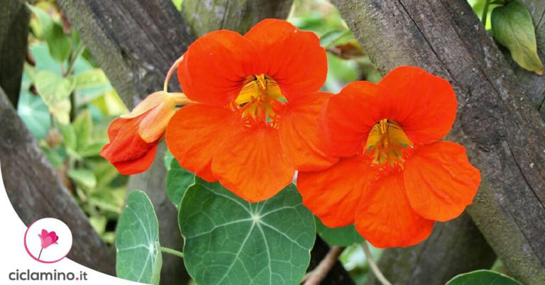 Come abbinare i colori delle fioriere i balconi scegliendo i fiori adatti