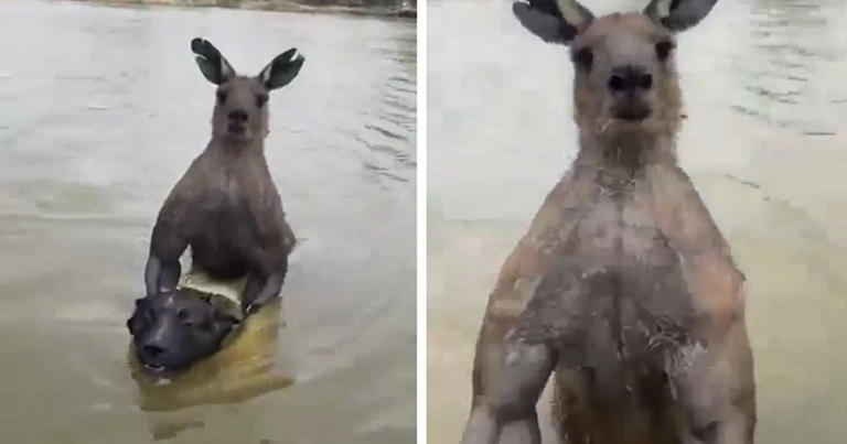 Viral video: Man fights off 'absolutely jacked' kangaroo trying to ... Viral video: Man fights off 'absolutely jacked' kangaroo trying to ...