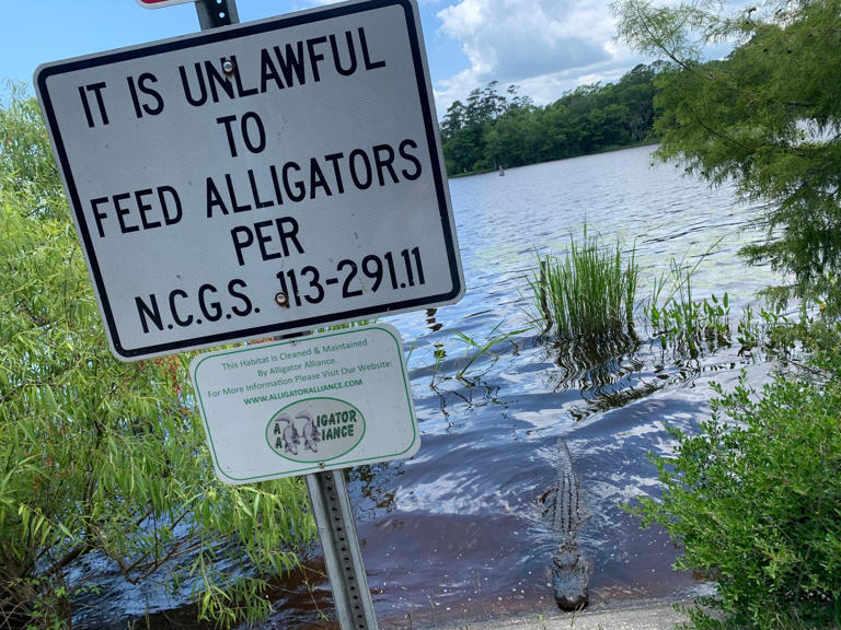 It's alligator mating season in North Carolina. Here's what to do if ...