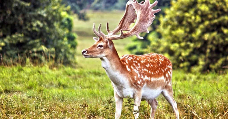 Meet the Axis Deer – The Invasive Species Now Roaming the U.S.