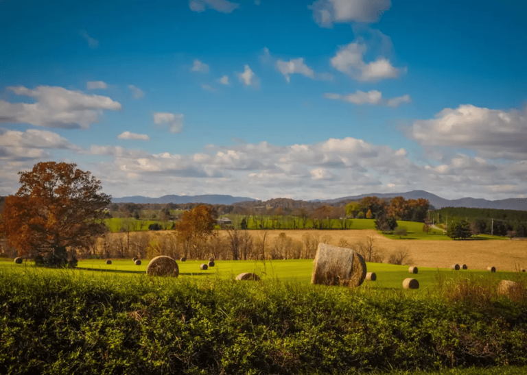 Chesterfield horse tests positive for infectious, untreatable disease