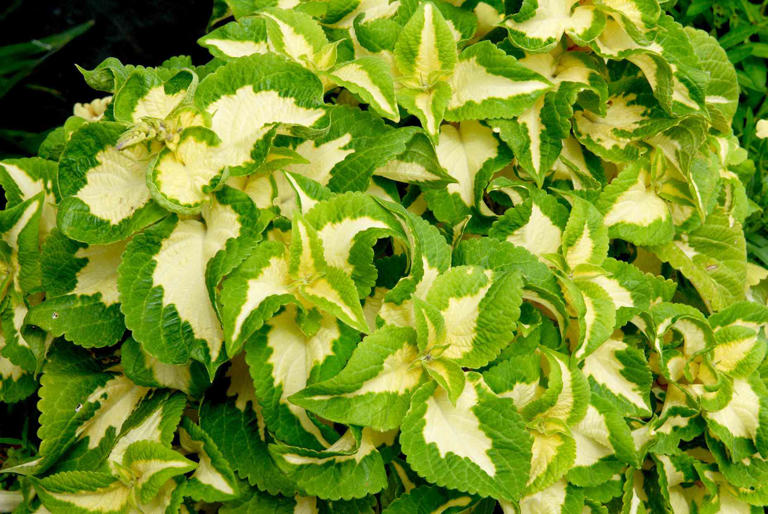 How to Plant and Care for Coleus Plants